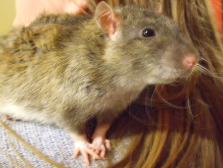 Dumbo Rats UK: The Boys