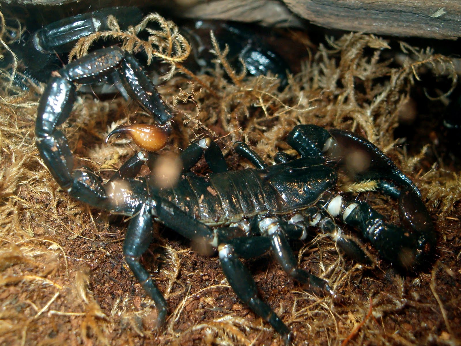 Free Photography: Big Scorpion