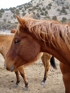 The Knife Wife: Magdalena Ranch
