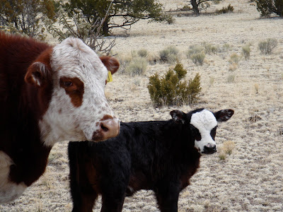 The Knife Wife: Magdalena Ranch