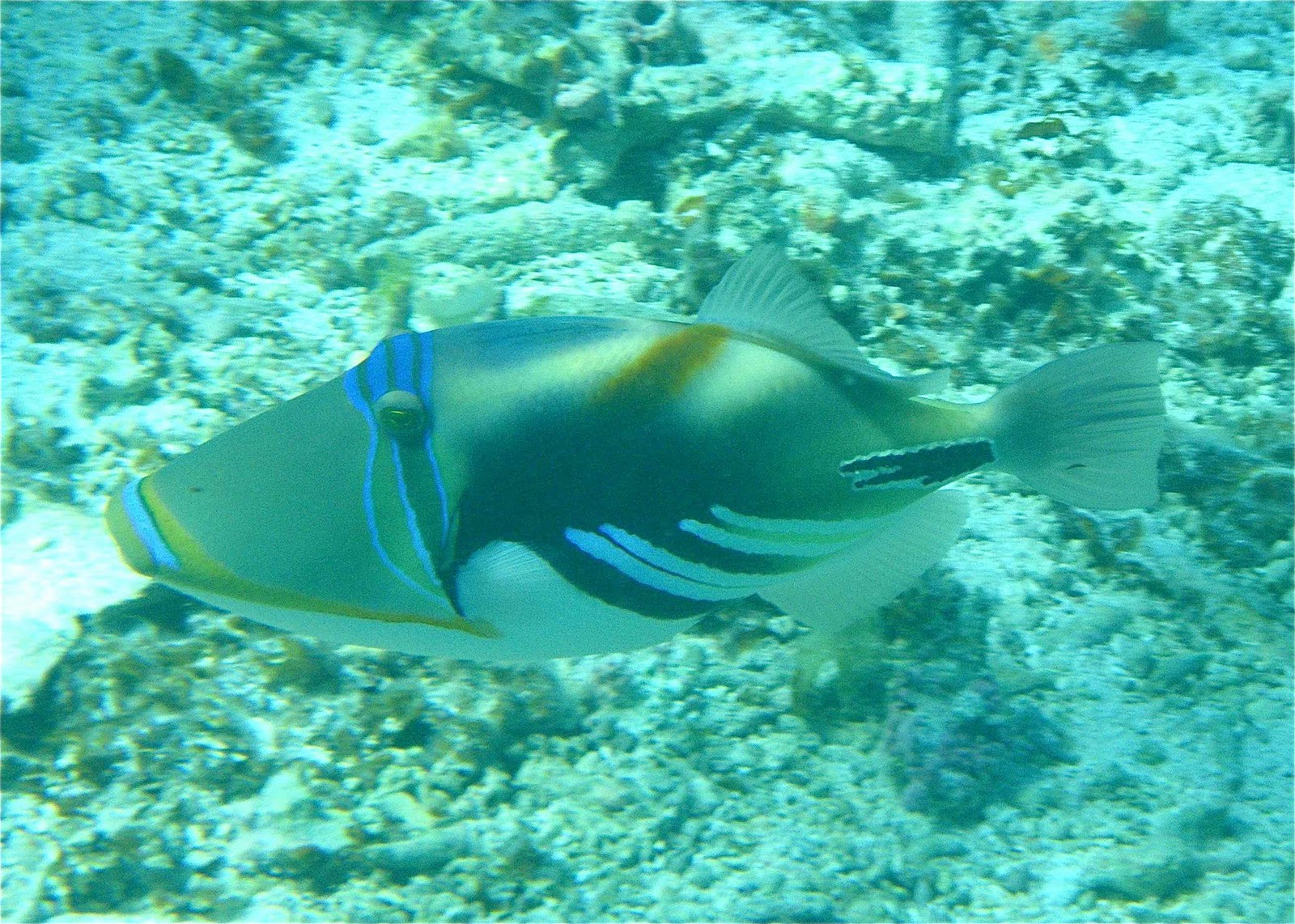 Maurice Pascal et Moi: Dans la famille Baliste je demande...