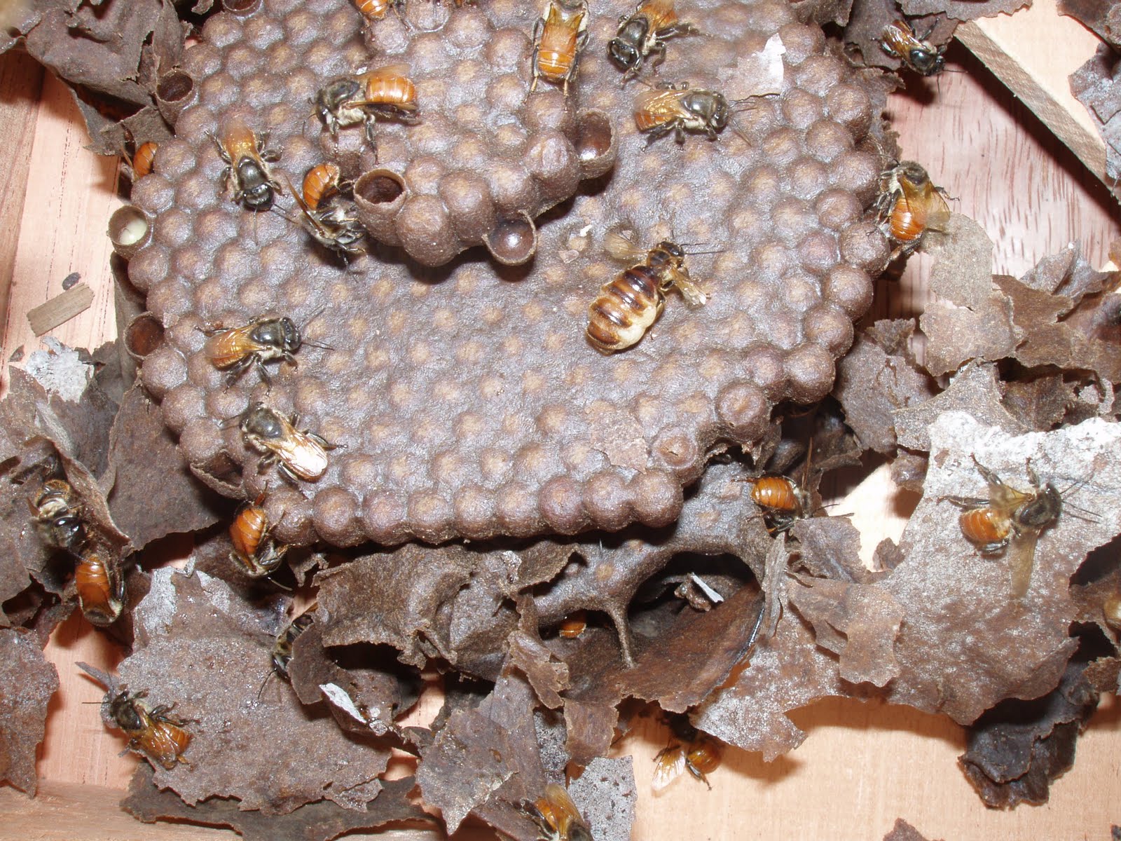 Uruçu Boca De Renda - RETOEDU