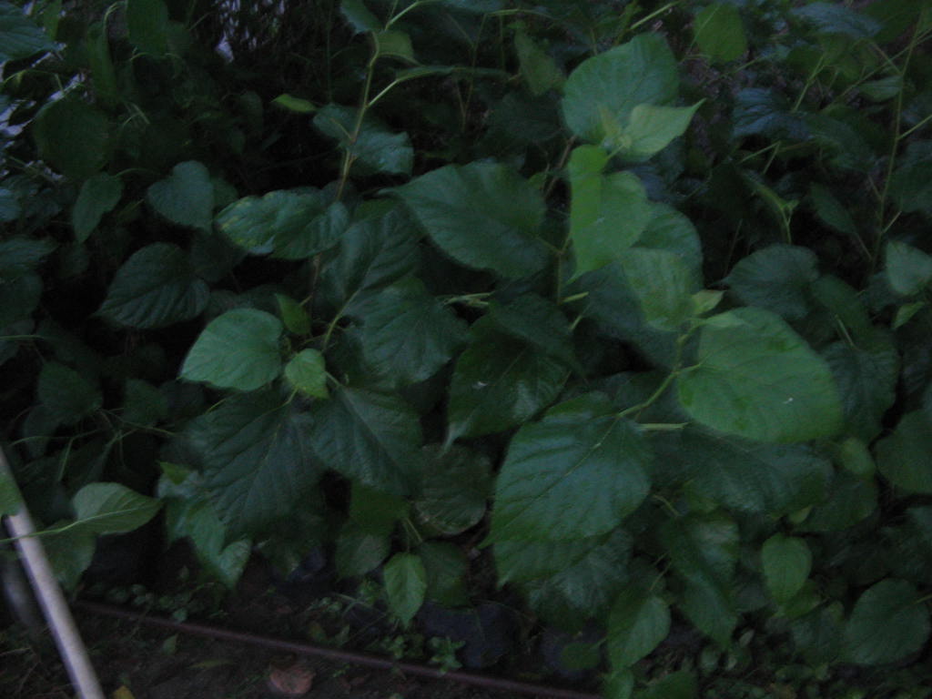 Mulberry Malaysia: Tapak semaian benih pokok Malberi