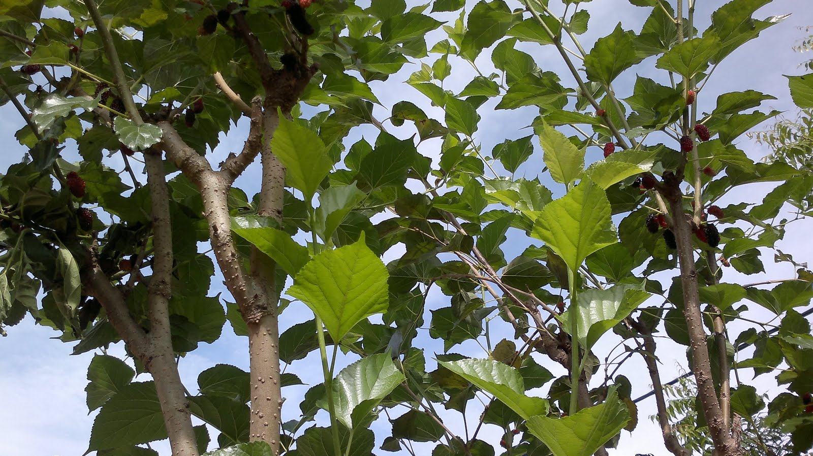 Mulberry Malaysia: Malberi berbuah lagi