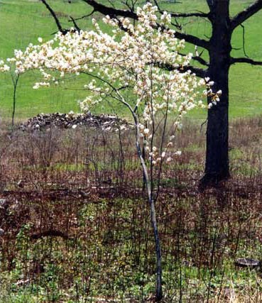 Tom's Blog: Juneberry in flower
