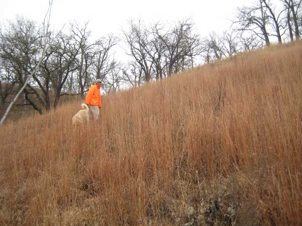 Tom's Blog: Prairie dropseed in winter