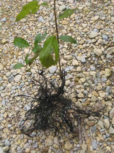 Tom's Blog: Buckthorn underground