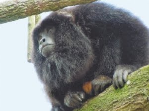 O VAGALUME: Macaco bugio ameaçado de extinção