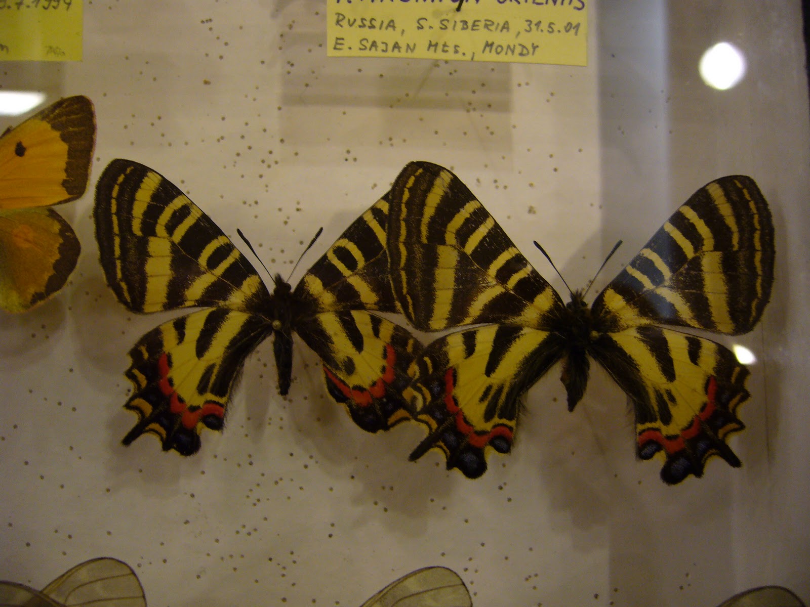 Mes amis papillons: Papillyon