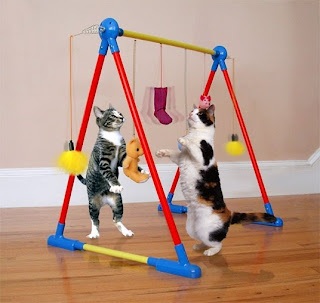 Surabaya Cat Lover: Alat Bermain Kucing