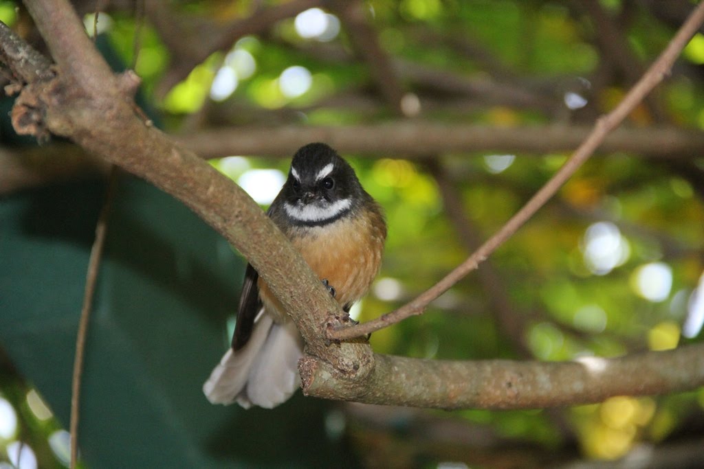 Piwakawaka, Fantail | PhotoTale