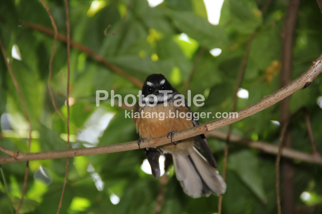Piwakawaka, Fantail | PhotoTale