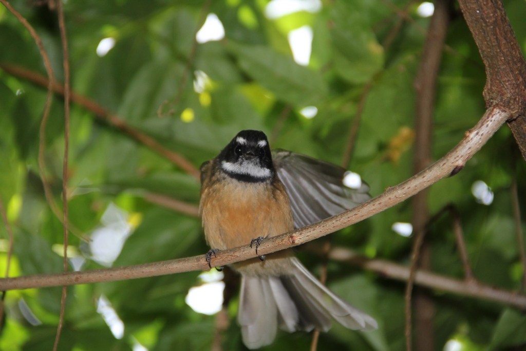 Piwakawaka, Fantail | PhotoTale
