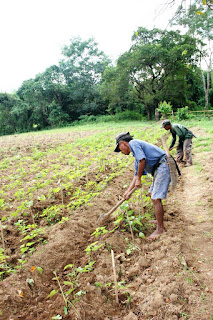 Subic Aetas venture into farm project | SubicNewsLink