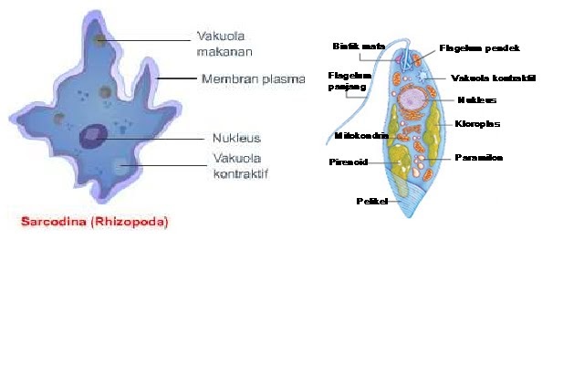 kingdom animalia _ Filum Protozoa | Shilahudin Sirizar