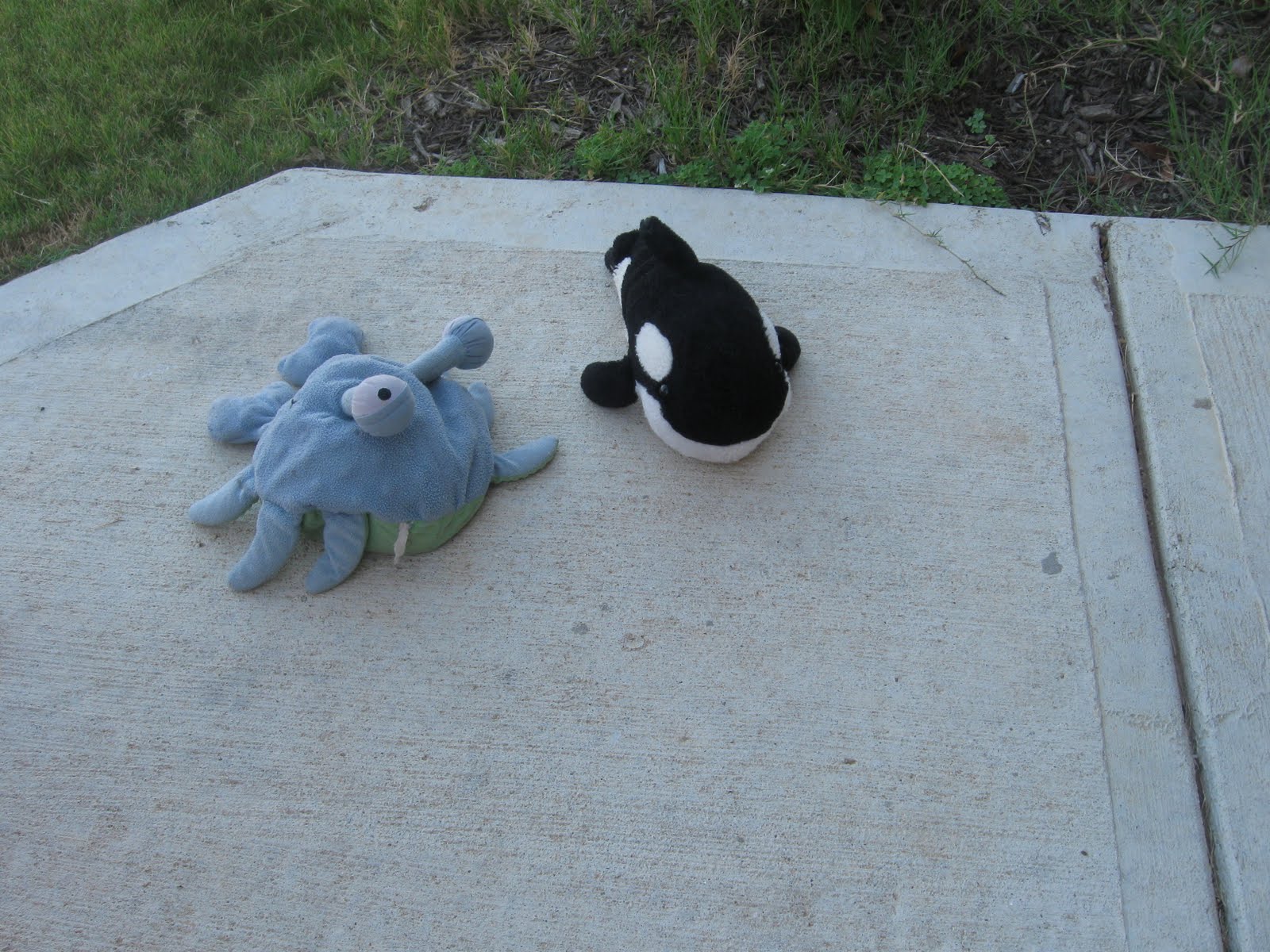 Little Mama: Happy Birthday Crabby, and you too Shamu!