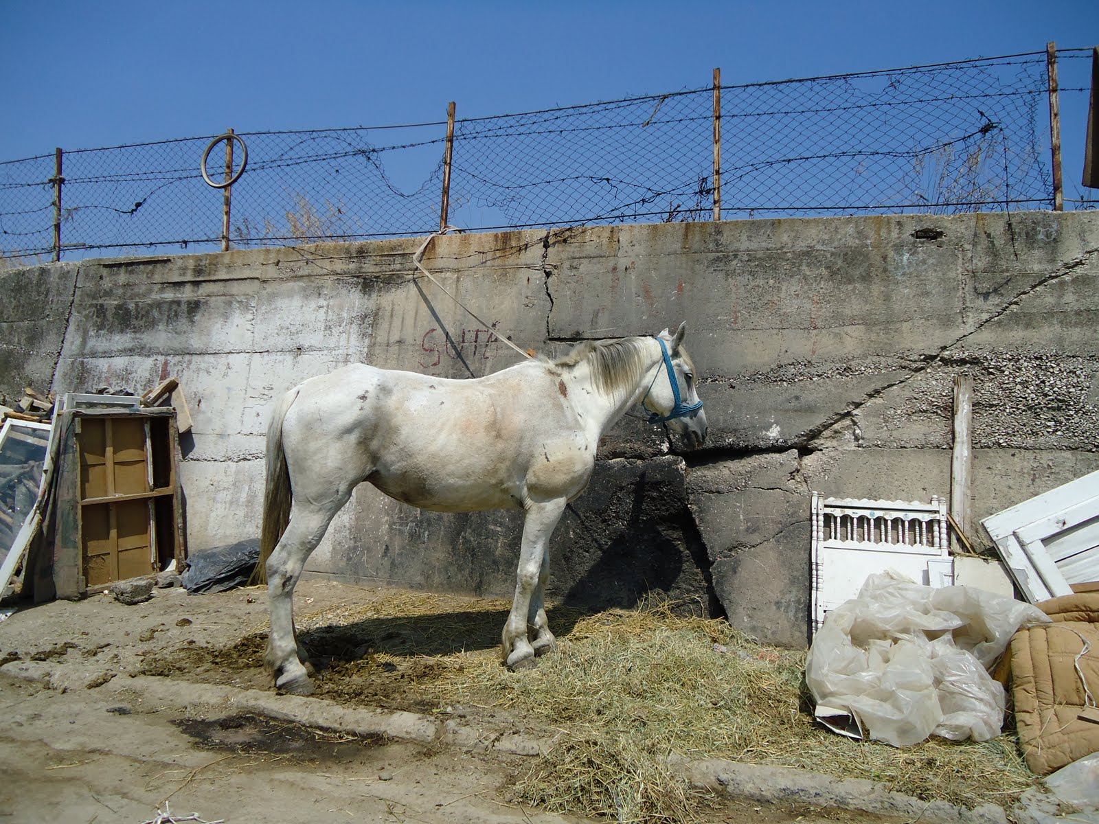 Serbia, Srbija!: Shutka - Macedonia - the biggest Roma municipality in ...