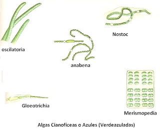 descubriendo la ciencia: Reino Mónera