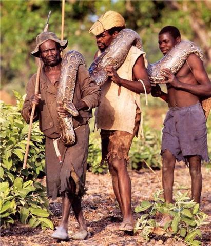 African American Environmentalist Association - Kenya: Kenyan Python