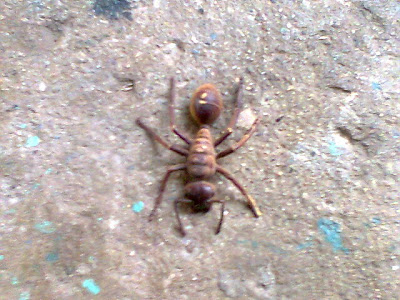 Entomologia2008: INSECTO LLAMADO BACHACO.