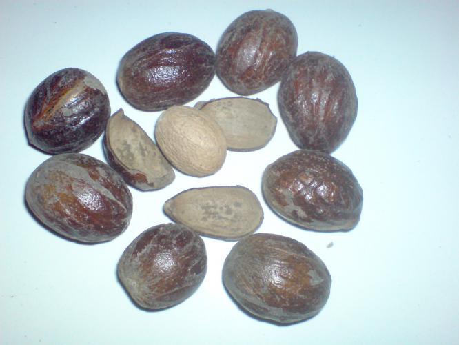 Manfaat Buah Pala (Nutmeg) - PETANI INDONESIA