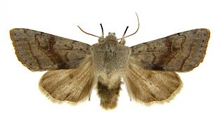 Norsk Zoologisk Forening Sørlandsavdelingen: Dagens arter, seljeflyene