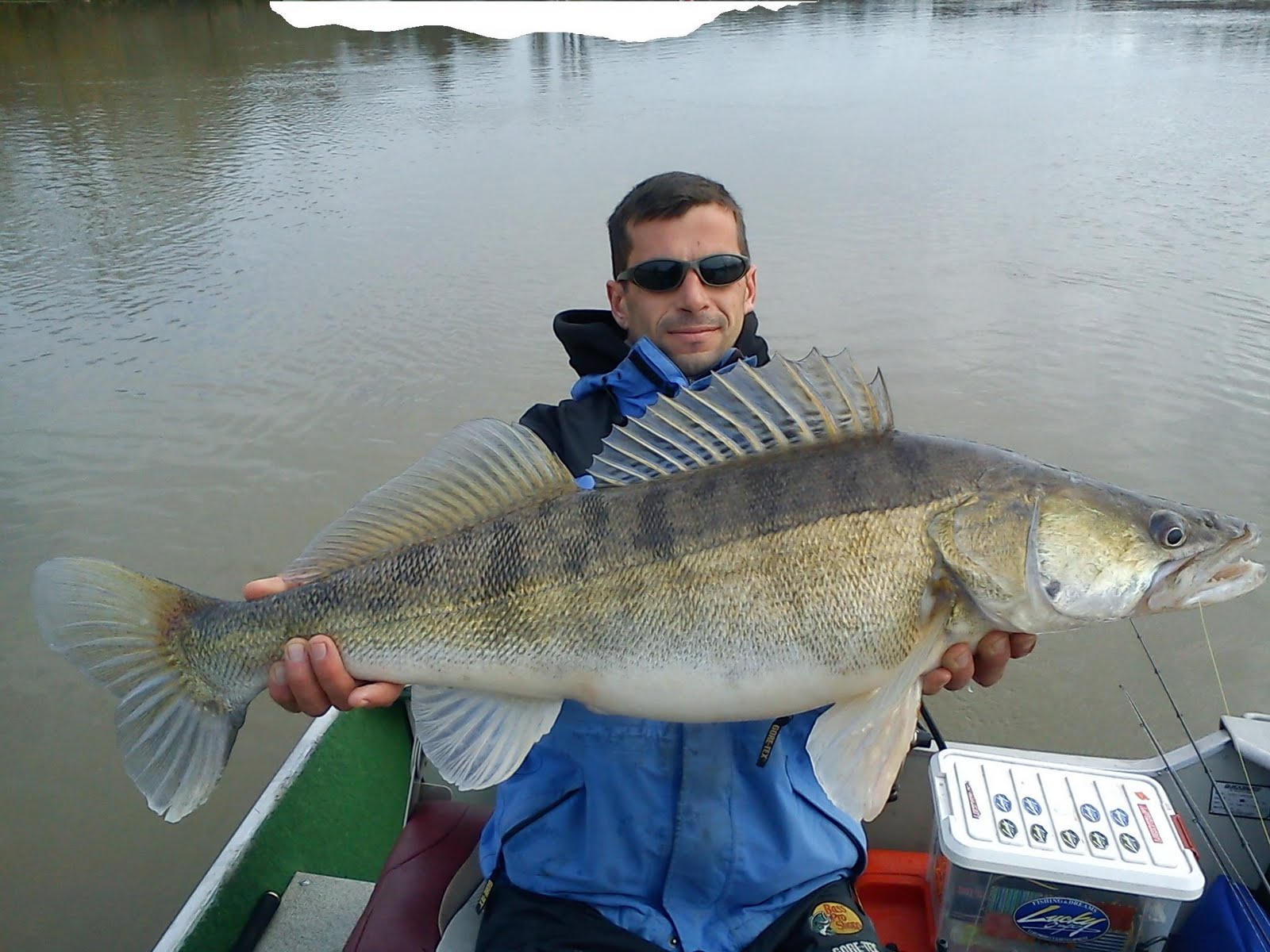carnapechebourgogne: Méga sandre!!!!!!