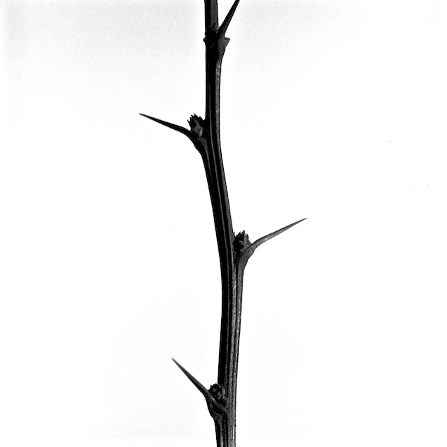 Dave Wilkinson Art: Of Sondry Folk