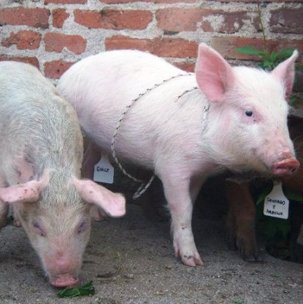 De chanchos - Imagui