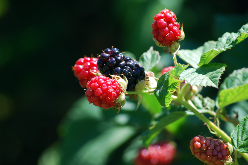 unschool plus: berries from the yard