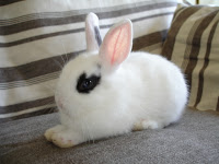 Cuidados básicos de los conejos