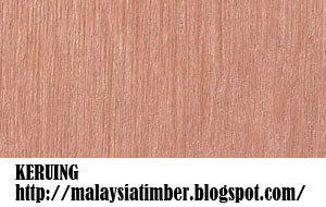 Sarawak Timber Company: KERUING SPECIES