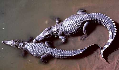biology_reptilia_crocodylia: reptilia crocodylia