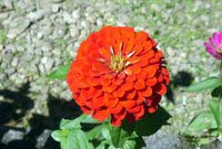 beautiful dera flowers