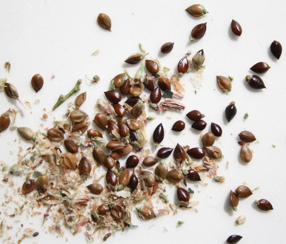 oklahoma tinctoria: April 2010