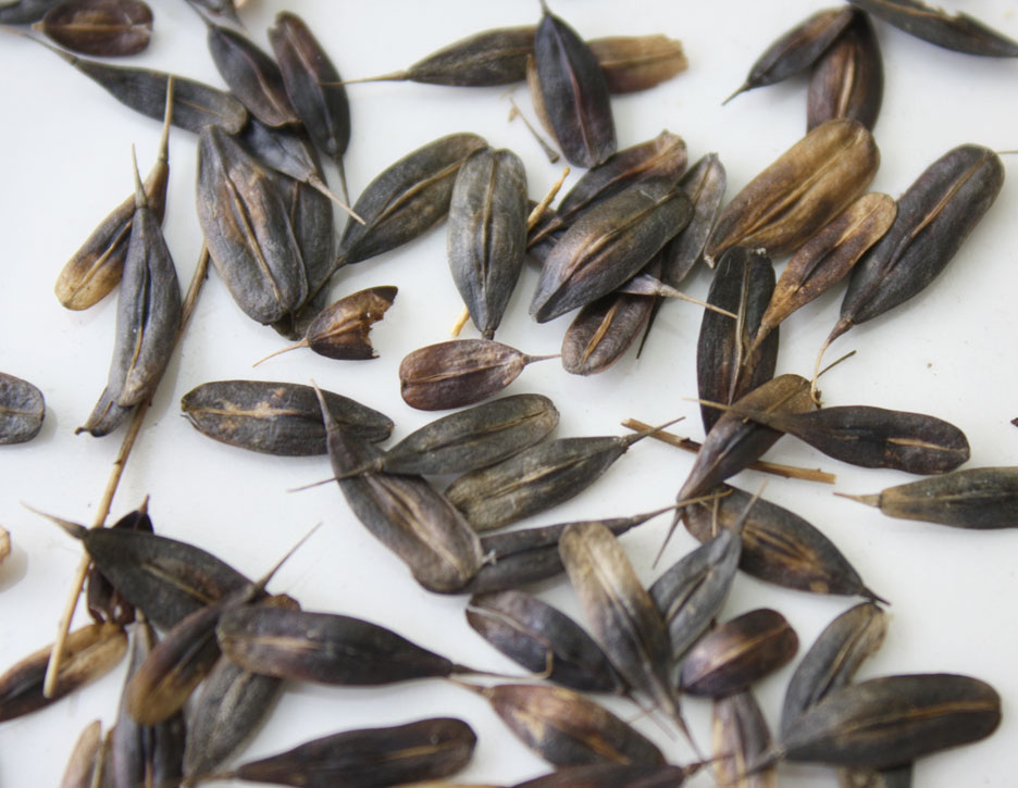 oklahoma tinctoria: Seed to Skein 2010 Dye Garden Project, Oklahoma