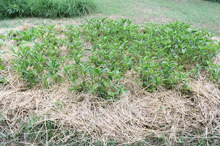 oklahoma tinctoria: 2010