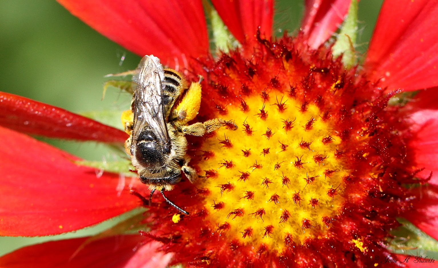 Nature's Splendor: Pollen Wallowers