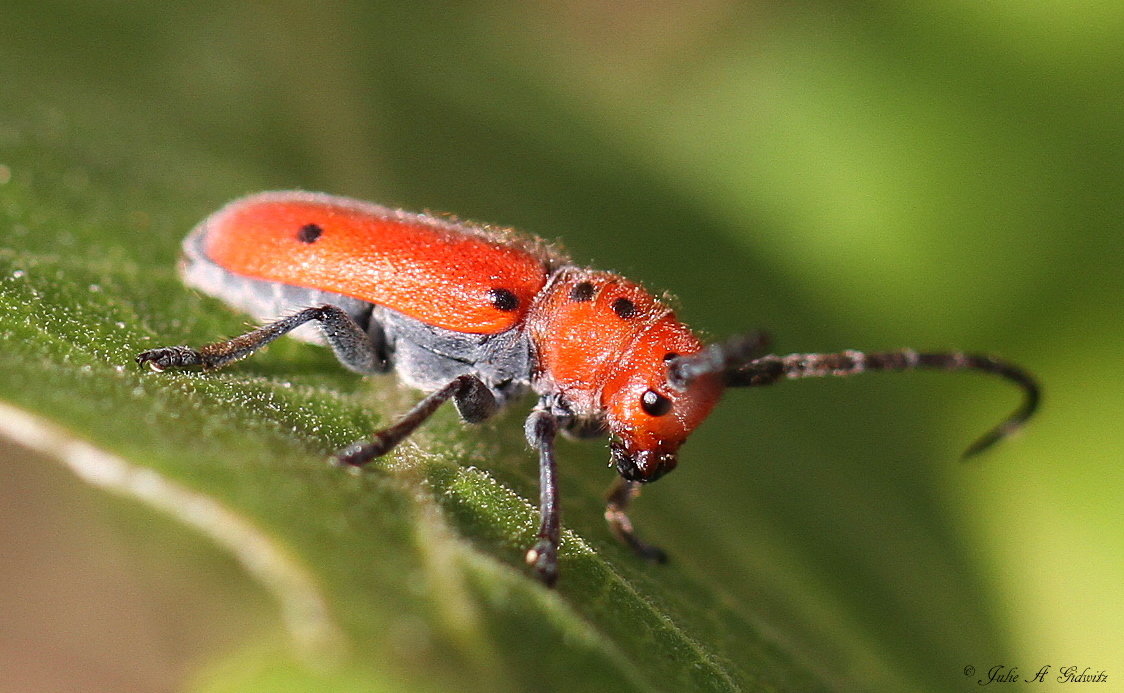 Nature's Splendor: Magical Milkweed