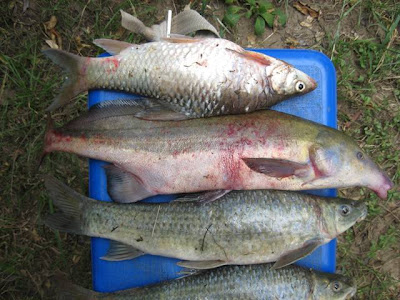 Adventures in the Mara: The Elephant - Fish