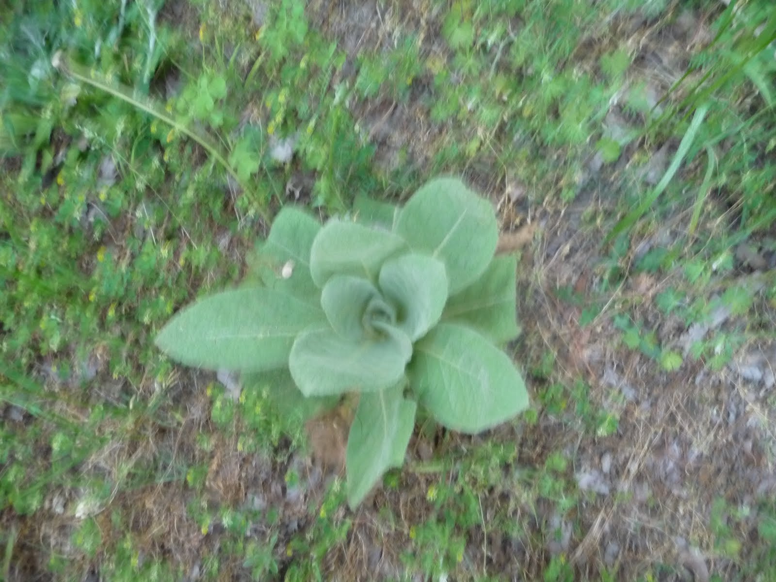 In my yard: mystery fuzzy weed