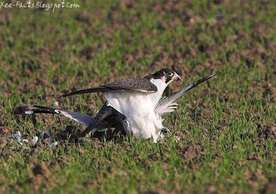 All The Fun Facts....: Bird Survives Vicious Hawk Attack