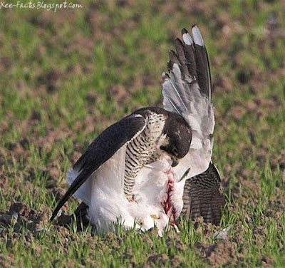 All The Fun Facts....: Bird Survives Vicious Hawk Attack