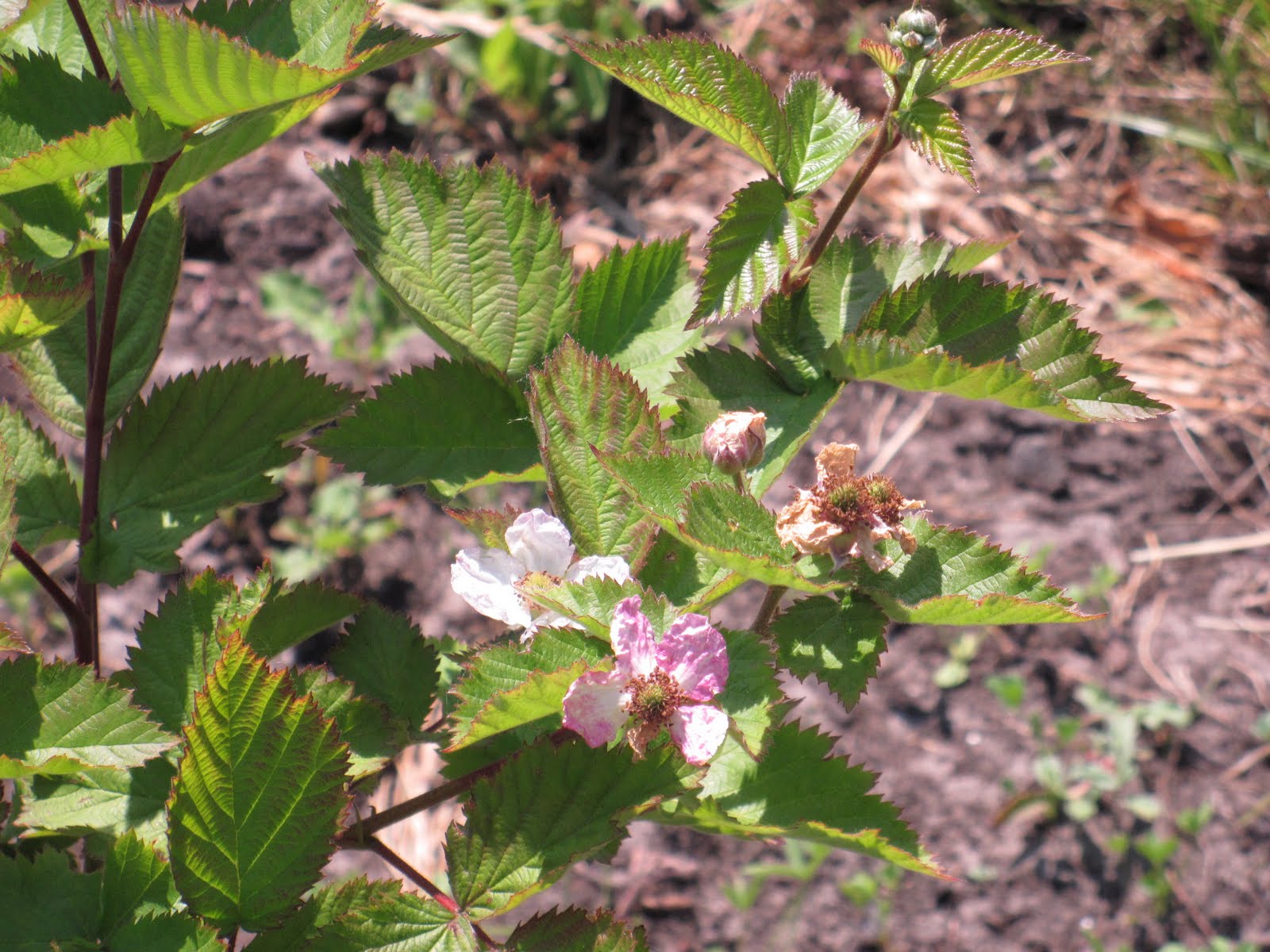 Landje van De Boer: 06/27/10