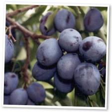 Natura: FRUCTE DE GRADINA