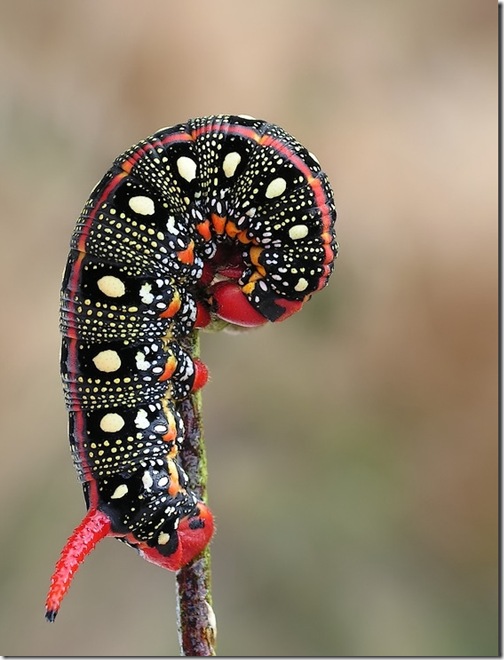 Beautiful closeup pics of ugly insects/Снимки в близък план на насекоми ...