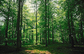 Portal da Madeira: Espécies de Madeira - Faia