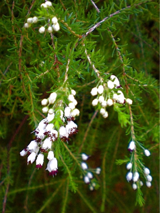 Urban Landscape, Native Landscape: Ericaceae: The Heath Family