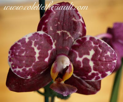 My World of Orchids...and a bit more: Harlequin Phalaenopsis (mini-phal)