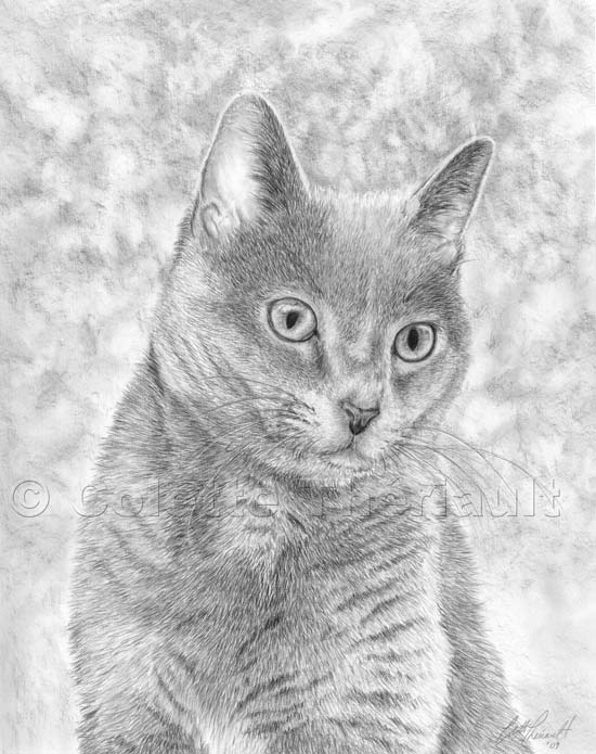 Pet Portraits and Wildlife Art by Canadian Nature and Animal Artist ...